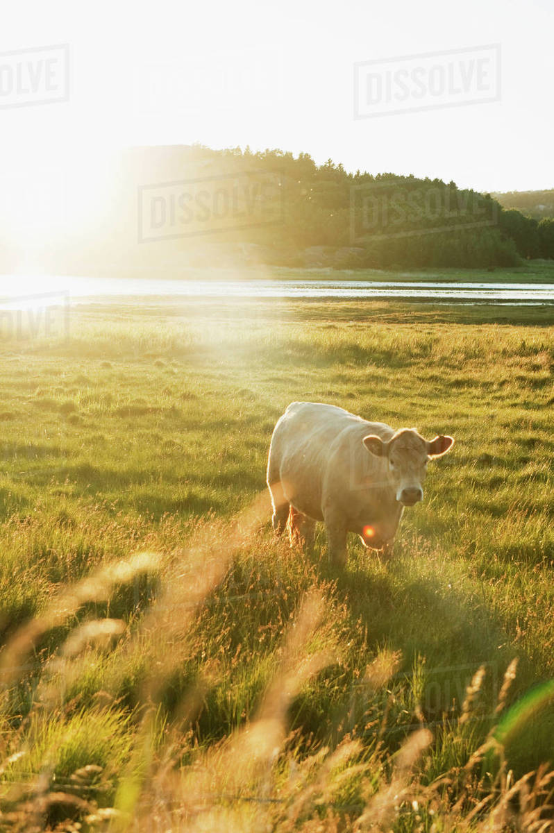 Cow on pasture - Royalty-free Stock Photo | Dissolve