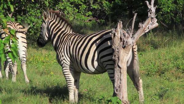An African zebra scratches himself against a tree stump - Stock Video ...