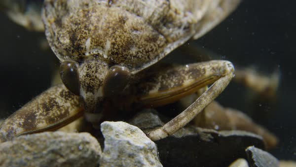 Water potato bug holding onto rocks in aquarium / Salt Lake City, Utah ...