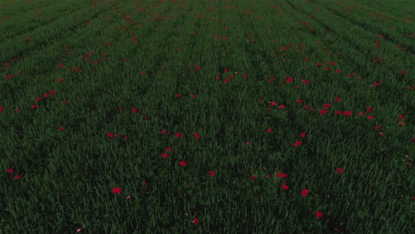 Shooting from helicopter flying over beautiful natural meadow with red ...