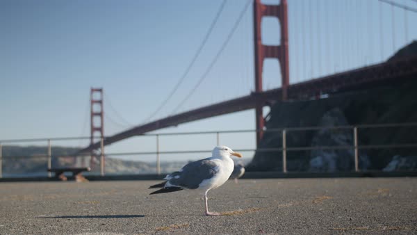 A seagull standing on a road, Golden Gate Bridge in background, San ...