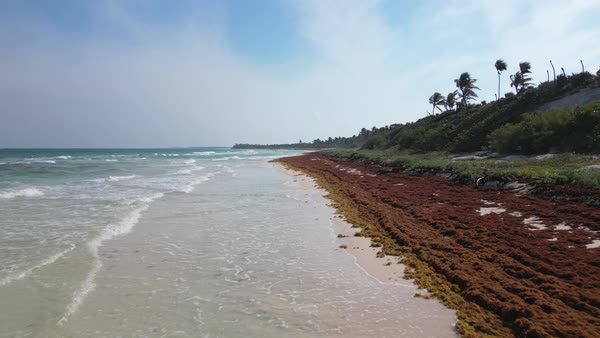 Mexican Beach Resorts Tackling Sargassum Gulfweed on the Beaches - 4K ...
