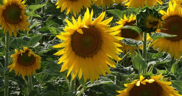 Wind in a Sunflower Field, helianthus sp, Normandy in France, Slow ...