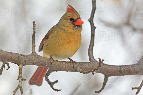 A Female Northern Cardinal, Cardinalis cardinalis, perched - Royalty ...
