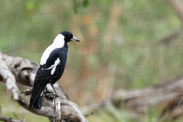 An Australian Magpie, Cracticus tibicen, perched - Royalty-free Stock ...