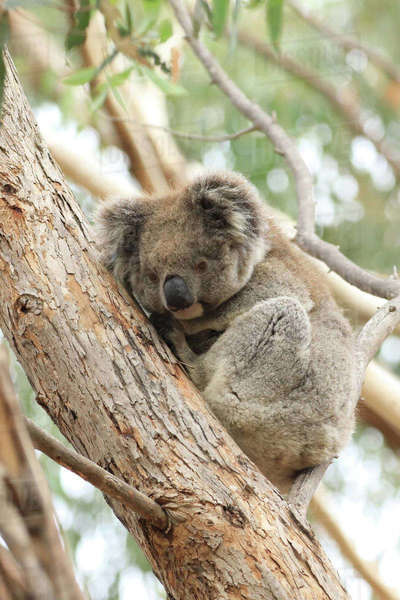 A Vertical of Koala, Phascolarctos cinereus, resting - Royalty-free ...