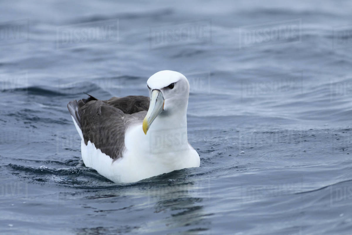 White-capped albatross swimming in sea - Stock Photo - Dissolve
