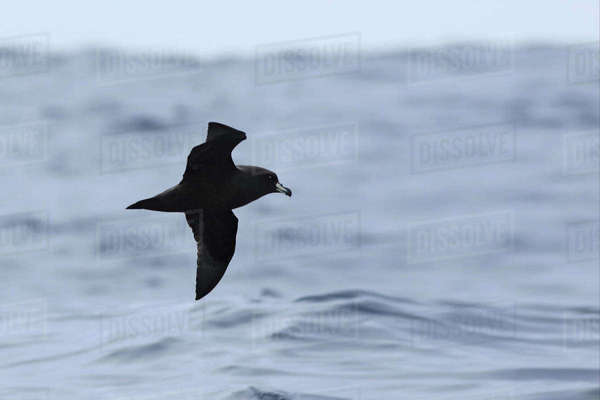 Westland petrel flying over sea - Royalty-free Stock Photo | Dissolve