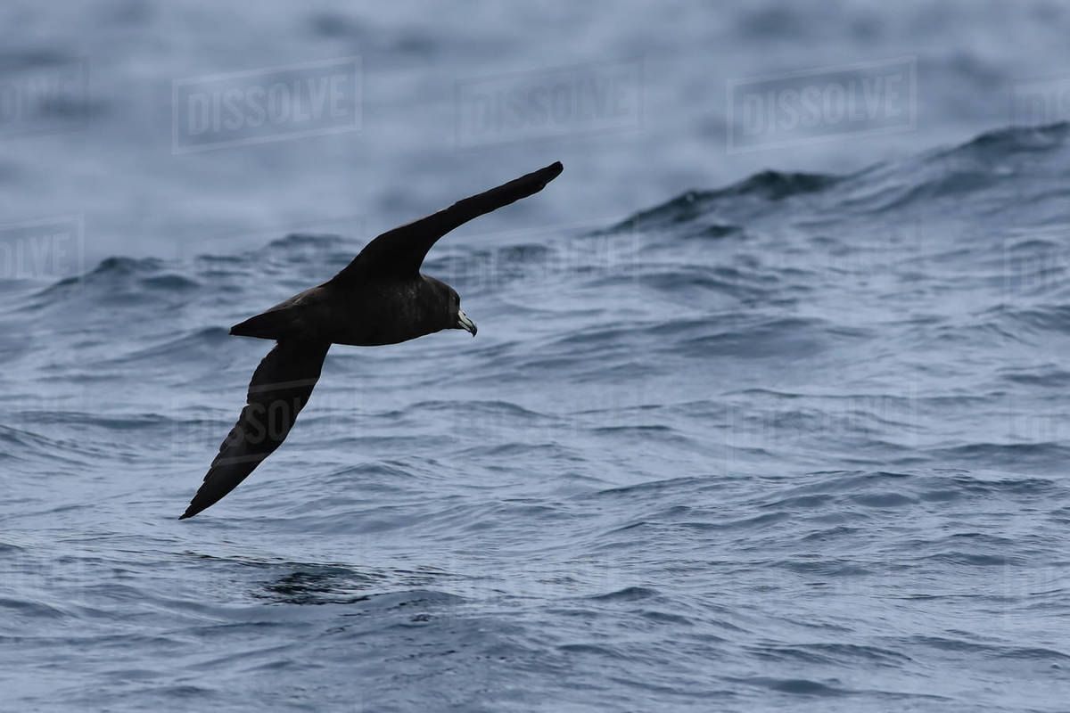 Westland petrel flying over sea - Stock Photo - Dissolve