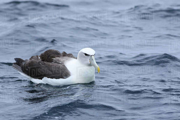 White-capped albatross swimming in sea - Stock Photo - Dissolve
