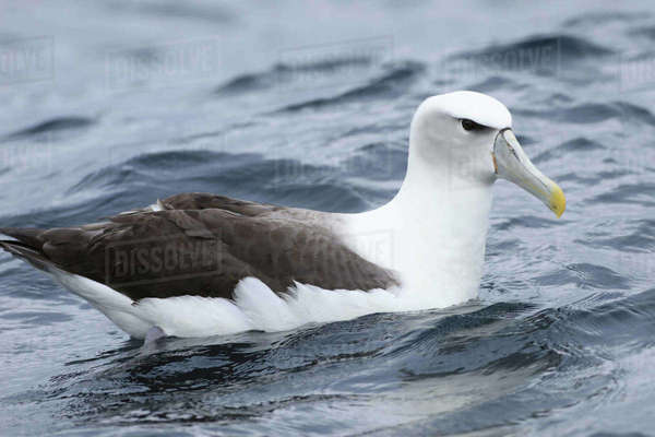 White-capped albatross swimming in sea - Stock Photo - Dissolve