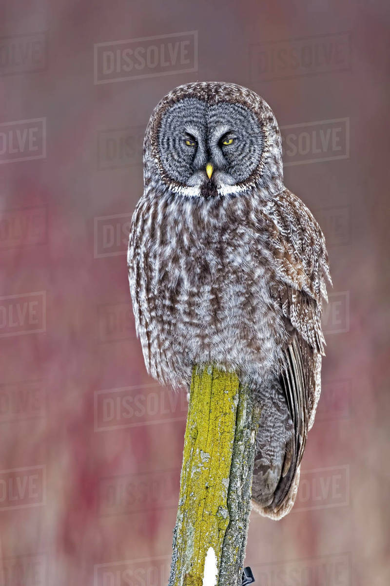 A Vertical of Great Gray Owl, Strix nebulosa, perched - Royalty-free ...