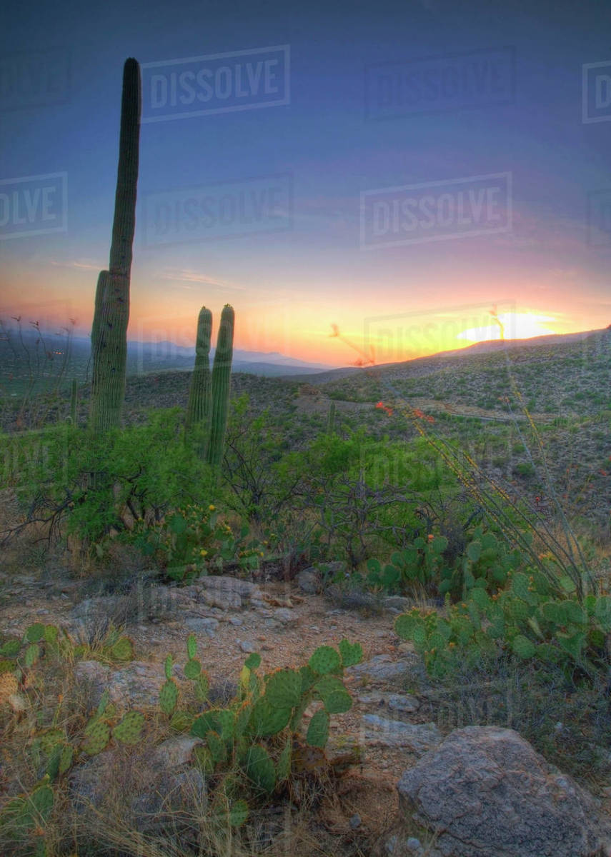 A Saguaro Cactus view at sunset - Royalty-free Stock Photo | Dissolve