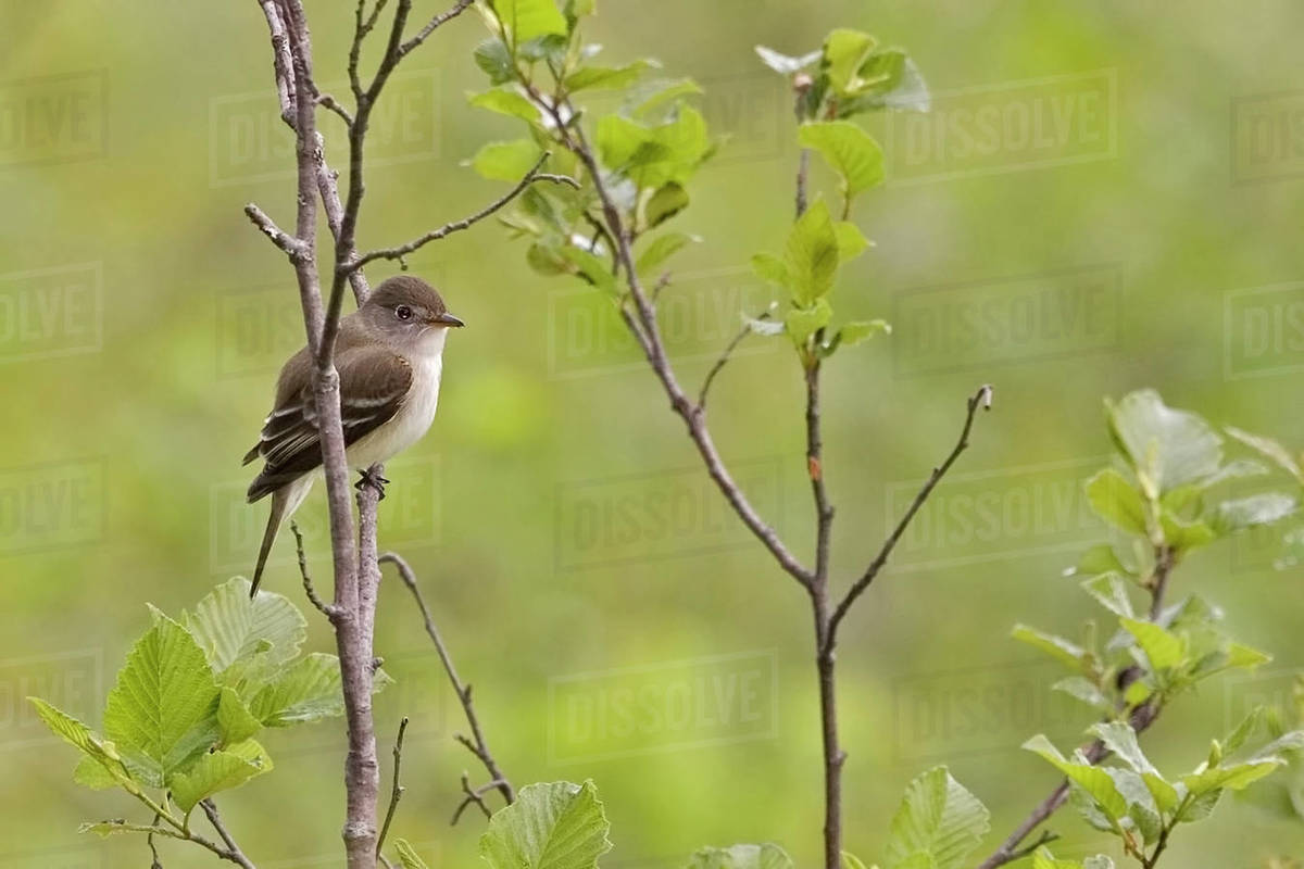 An Alder Flycatcher, Empidonax alnorum, in bush - Royalty-free Stock ...