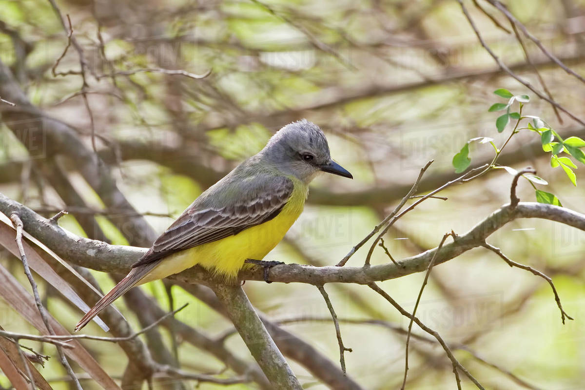 A Couch's Kingbird, Tyrannus couchii, , perched on branch - Stock Photo ...