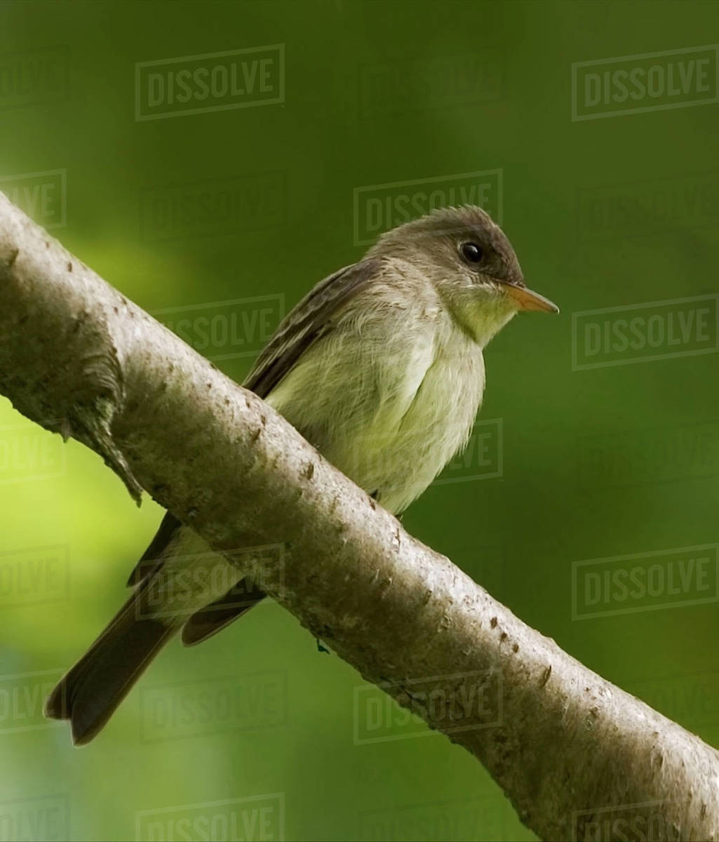 An Eastern Wood Pewee, Contopus virens, perched on branch - Royalty ...