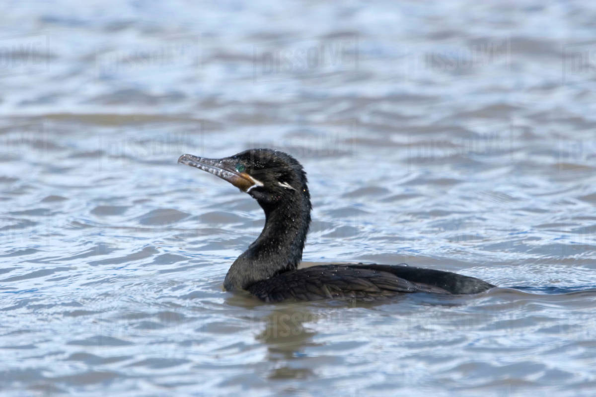 A Neotropical Cormorant, Phalacrocorax brasilianus, on the water ...
