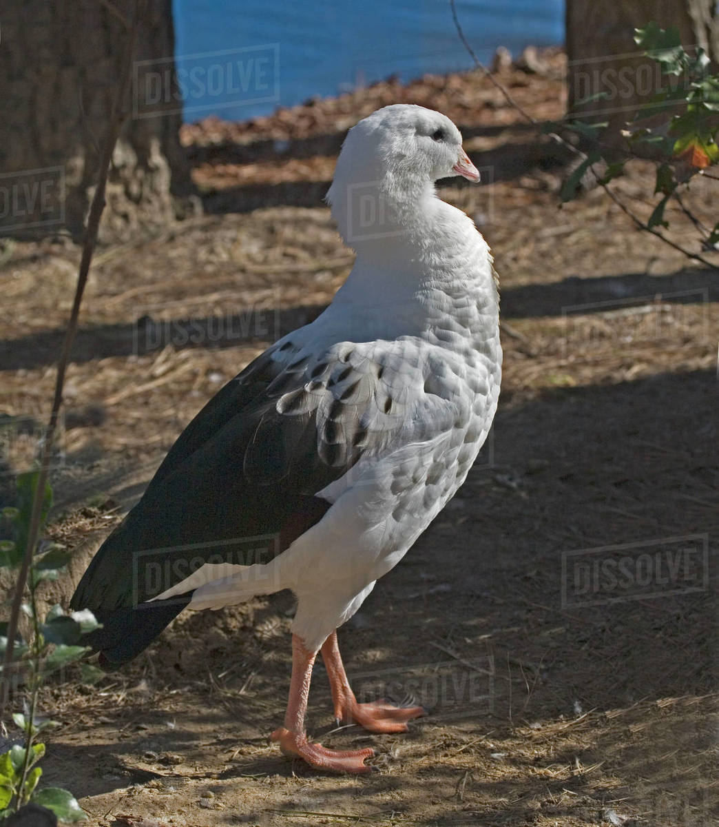 An Andean Goose, Neochen melanoptera - Royalty-free Stock Photo | Dissolve