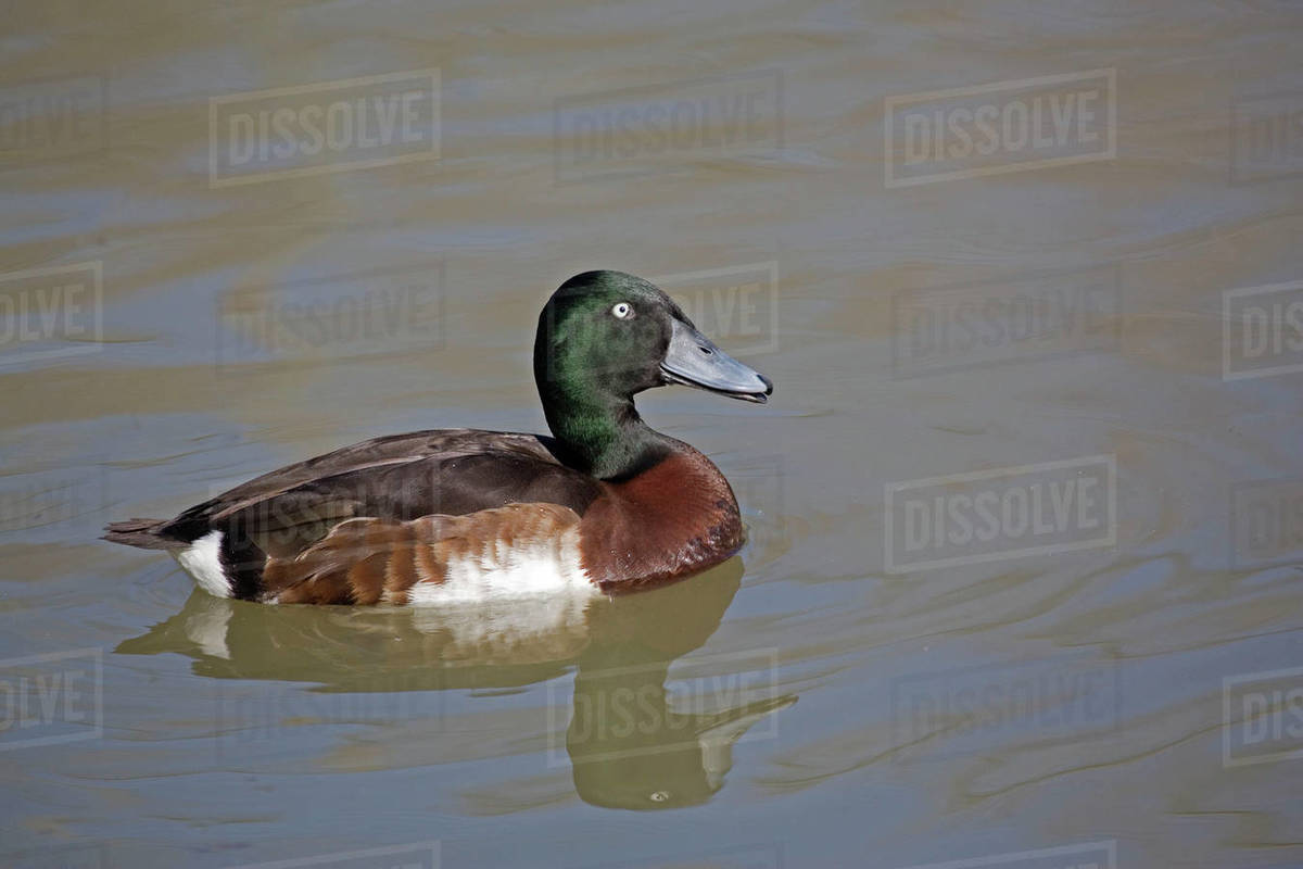 A Male Baer's Pochard, Aythya baeri - Stock Photo - Dissolve