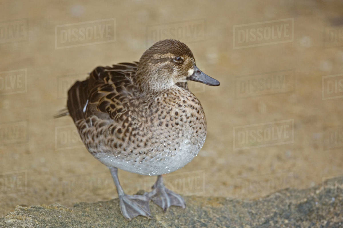 A Female Baikal Teal, Anas formosa - Royalty-free Stock Photo | Dissolve