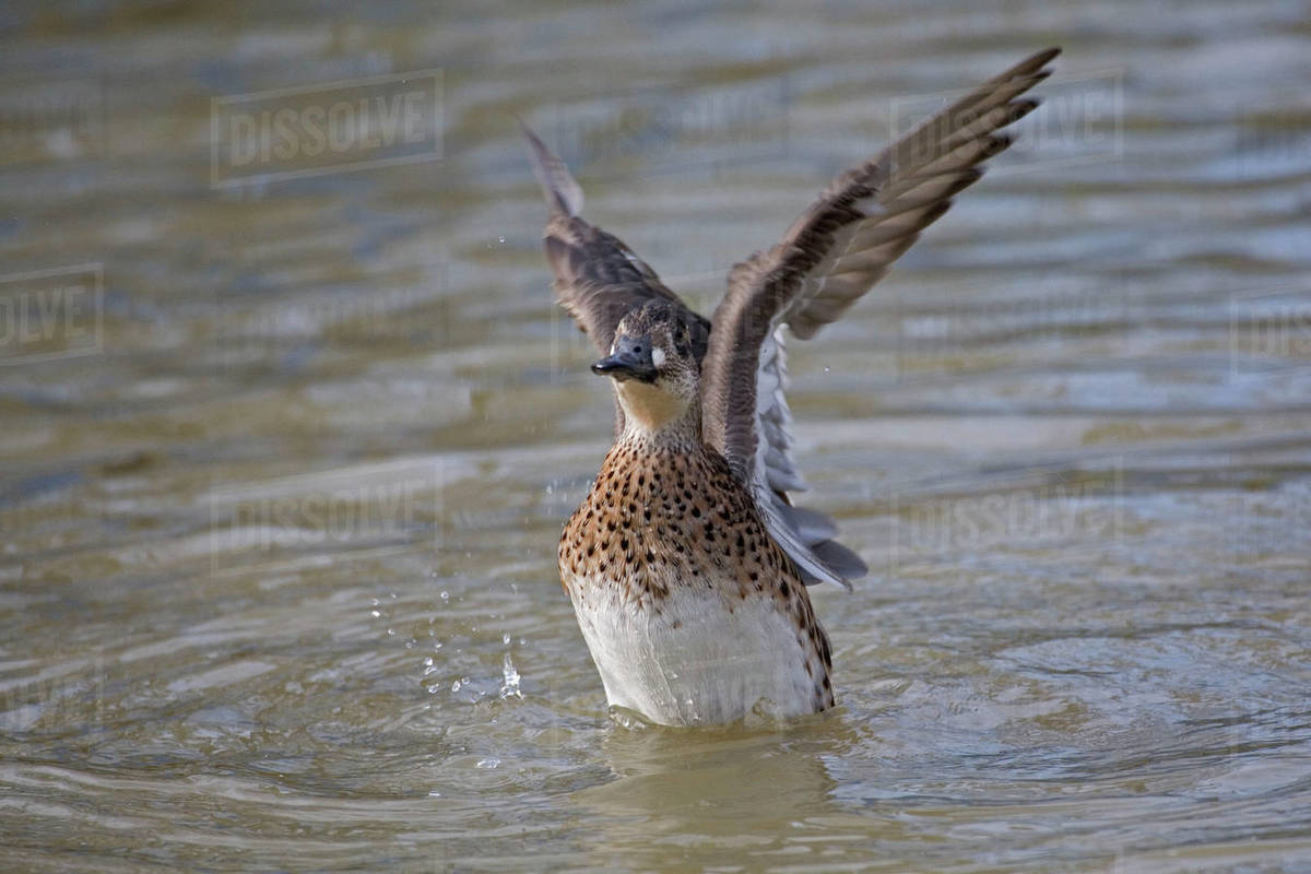 A Female Baikal Teal, Anas formosa with outstretched wings - Royalty ...