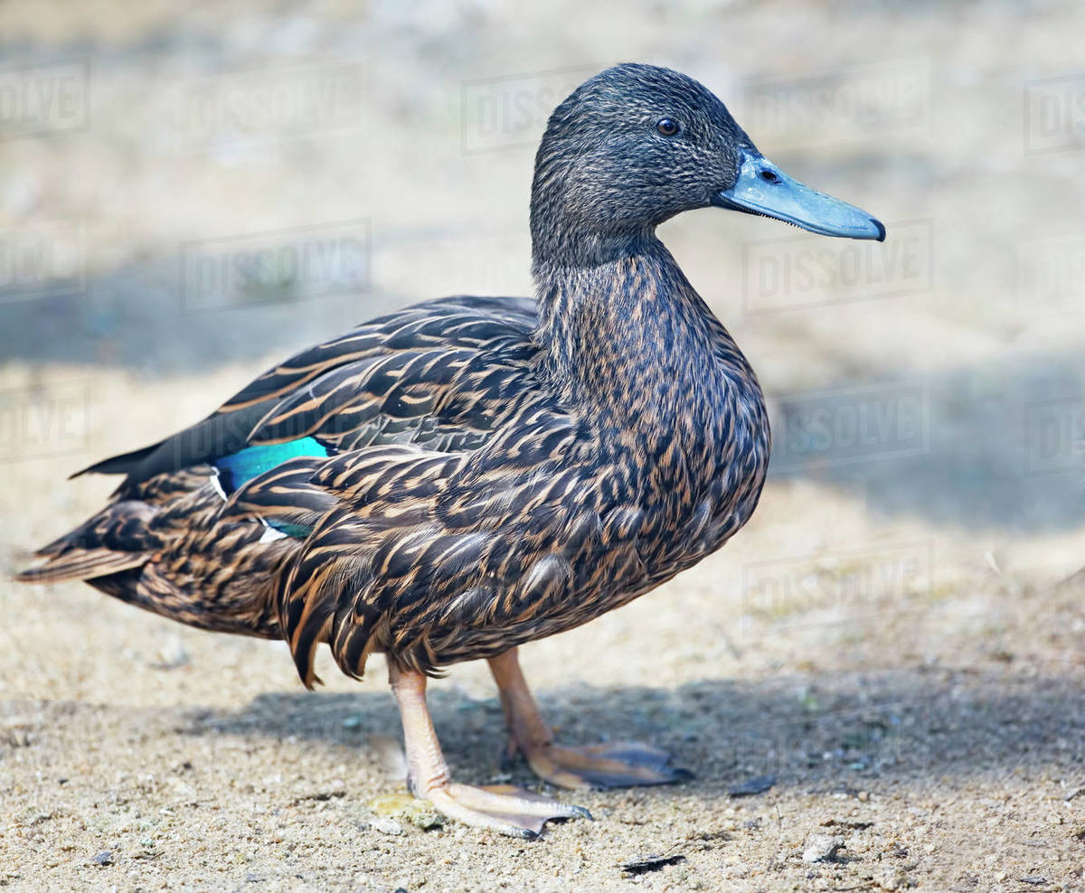 A Meller's Duck, Anas melleri, close up view - Royalty-free Stock Photo ...