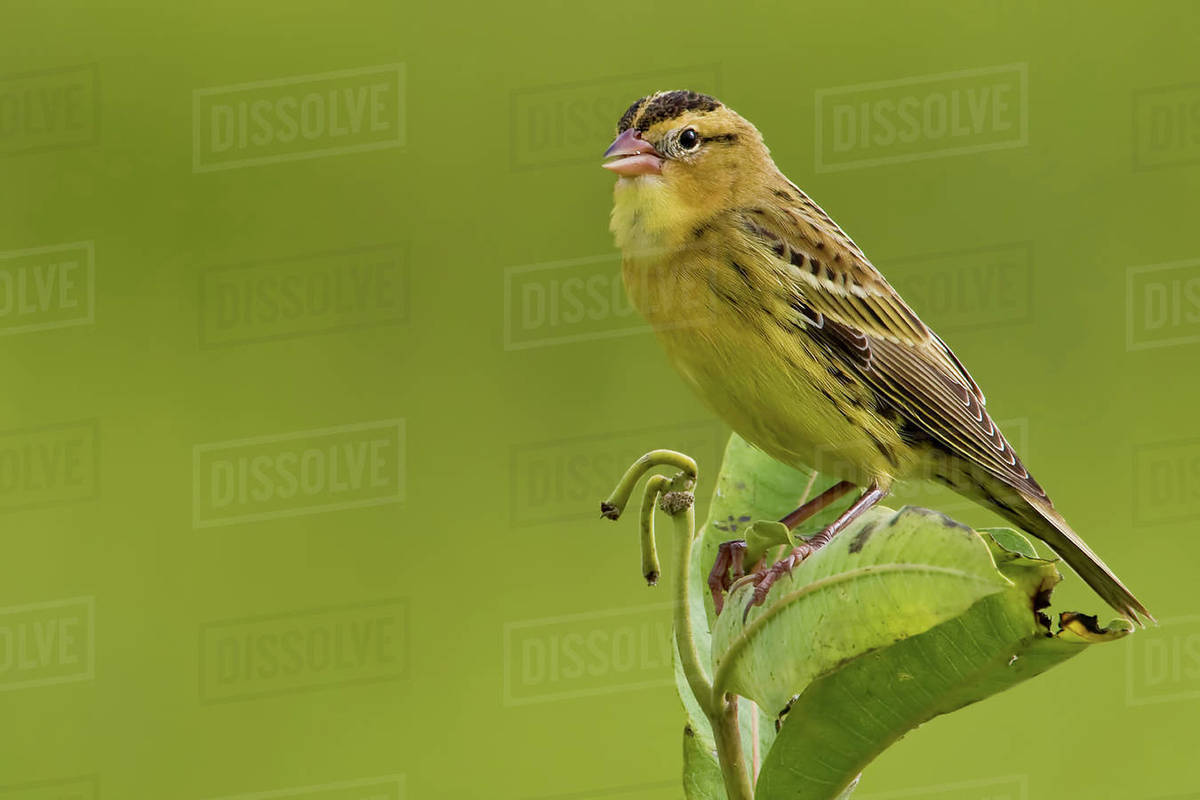 A Female Bobolink, Dolichonyx oryzivorus, close view - Royalty-free ...