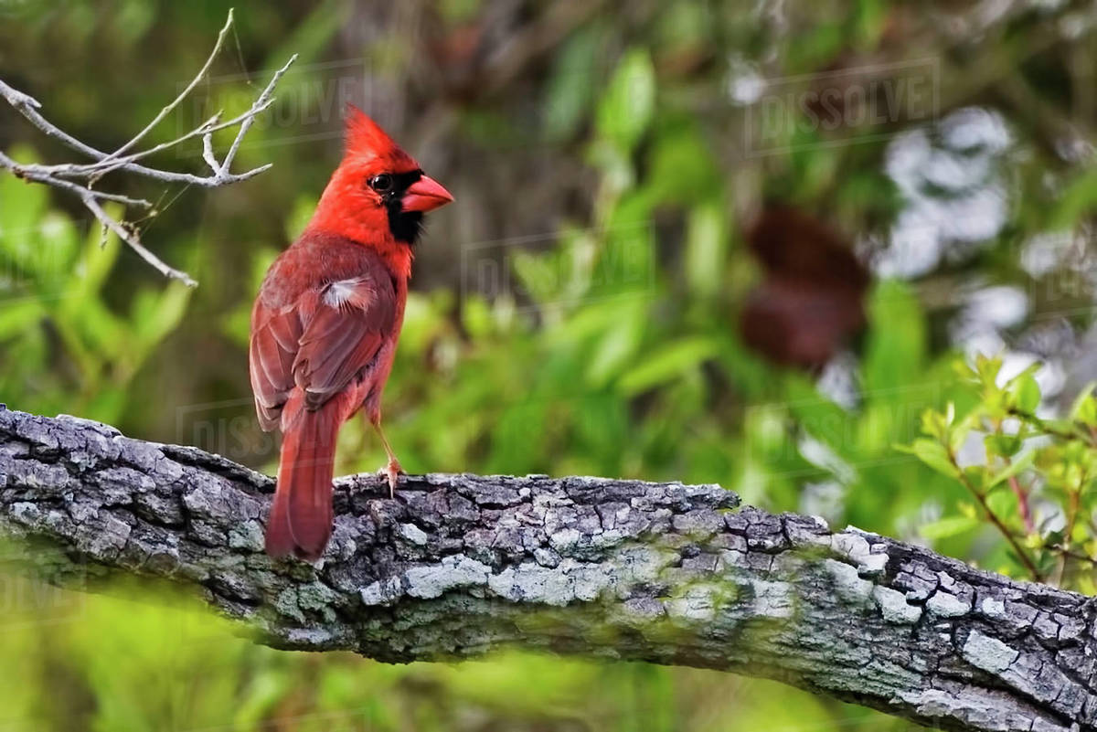 A Northern Cardinal, Cardinalis cardinalis, perched in tree - Stock ...
