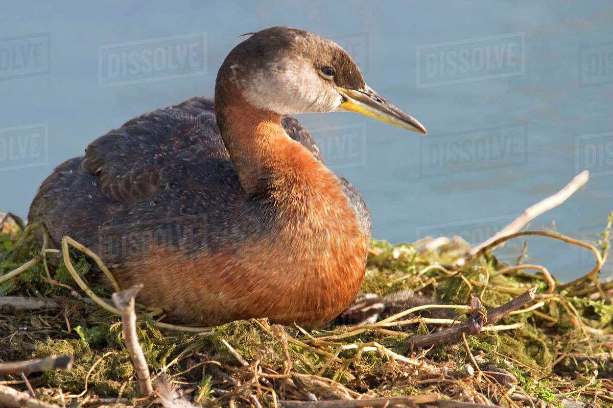 A Red-necked Grebe, Podiceps grisegena, adult with young chick on nest ...