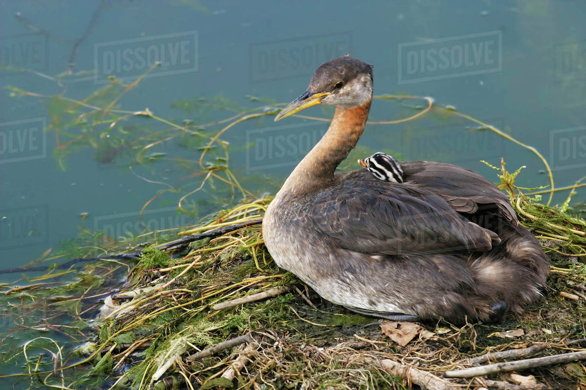 An Adult Red-necked Grebe, Podiceps grisegena, on nest with chick ...