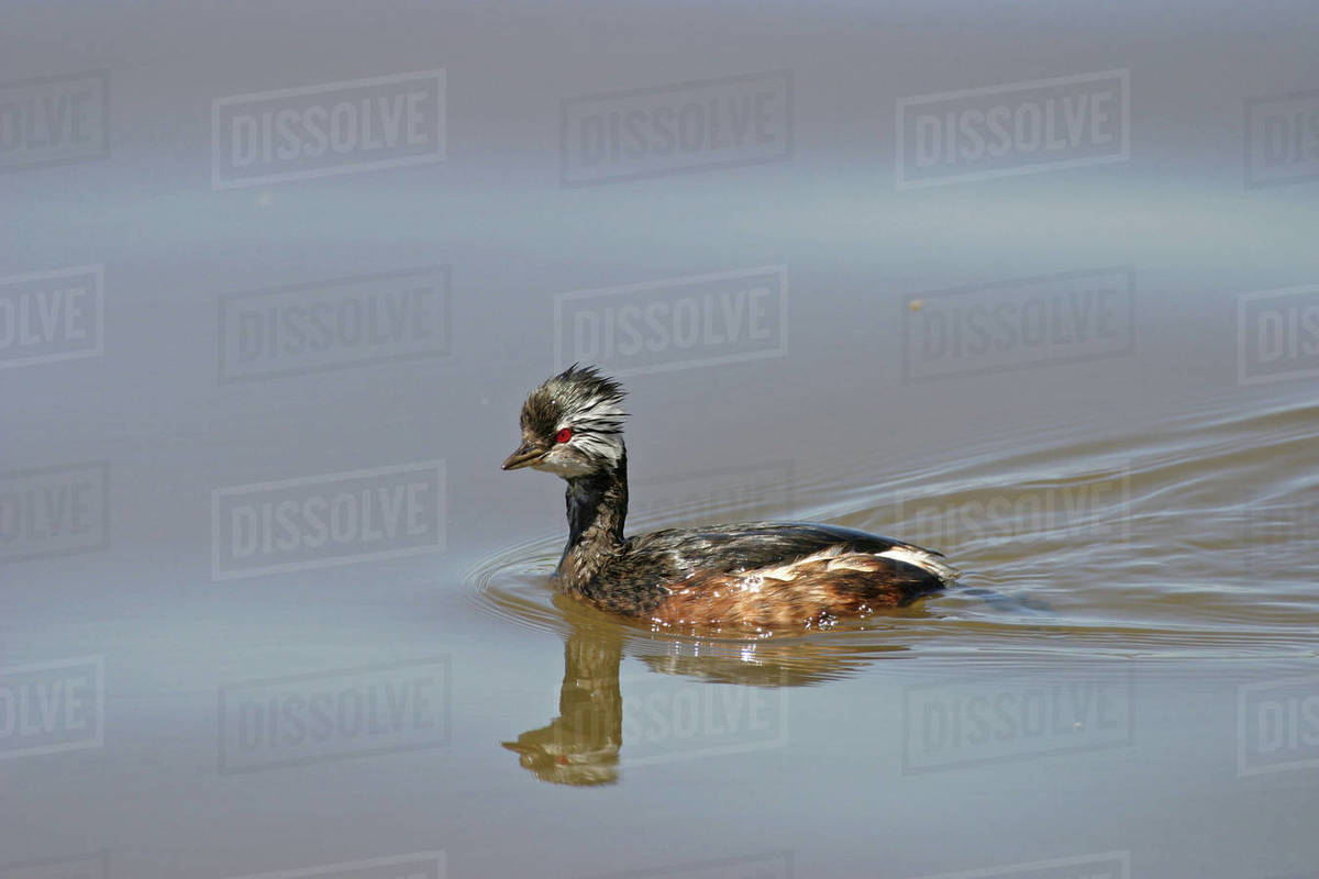 A White-tufted Grebe, Rollandia rolland, on the water - Royalty-free ...
