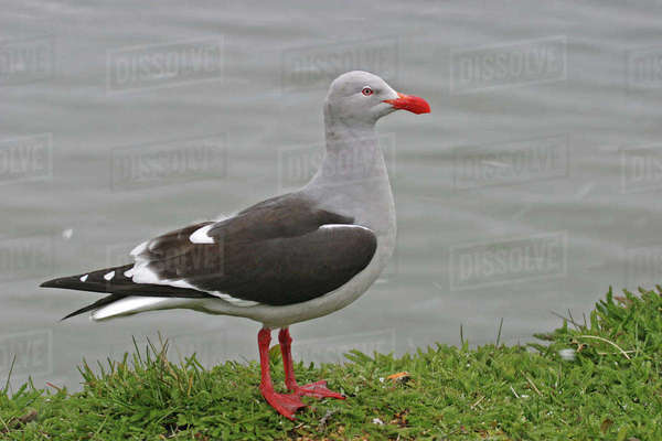 A Dolphin Gull, Leucophaeus scoresbii, side view - Royalty-free Stock ...