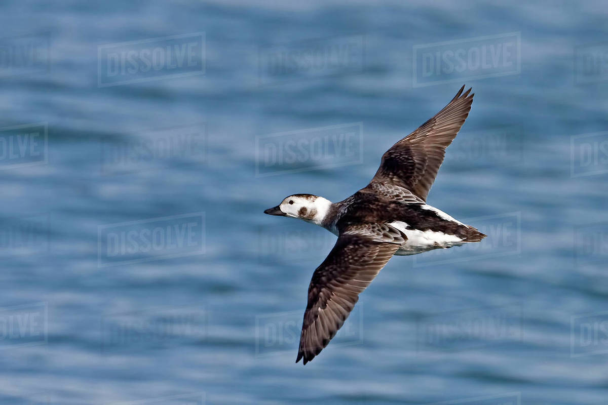 A Female Long-tailed Duck, Clangula hyemalis - Royalty-free Stock Photo ...