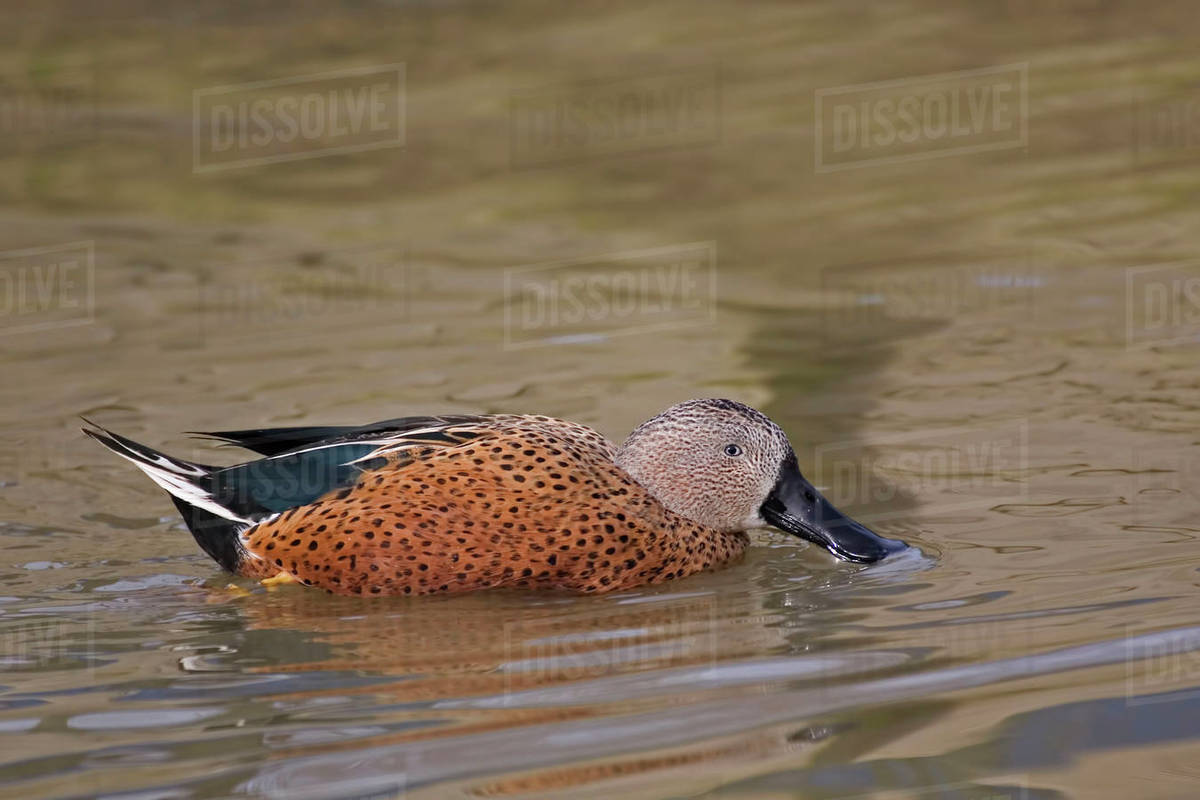 A Male Red Shoveler, Anas platalea, on the water - Royalty-free Stock ...