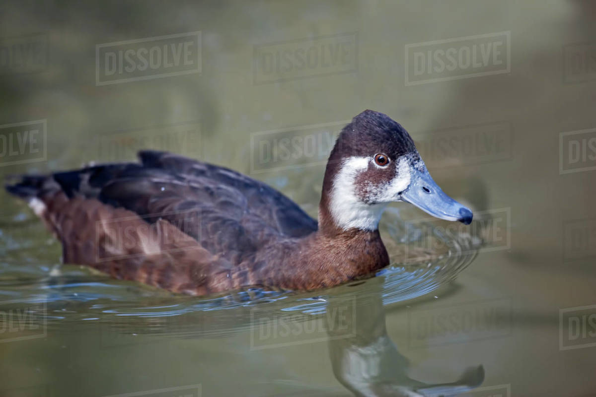 A Male Southern Pochard, Netta erythrophthalma, a close view - Royalty ...