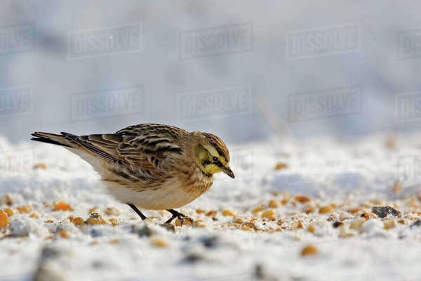 A Horned Lark, Eremophila alpestris, eating seed in snow - Royalty-free ...
