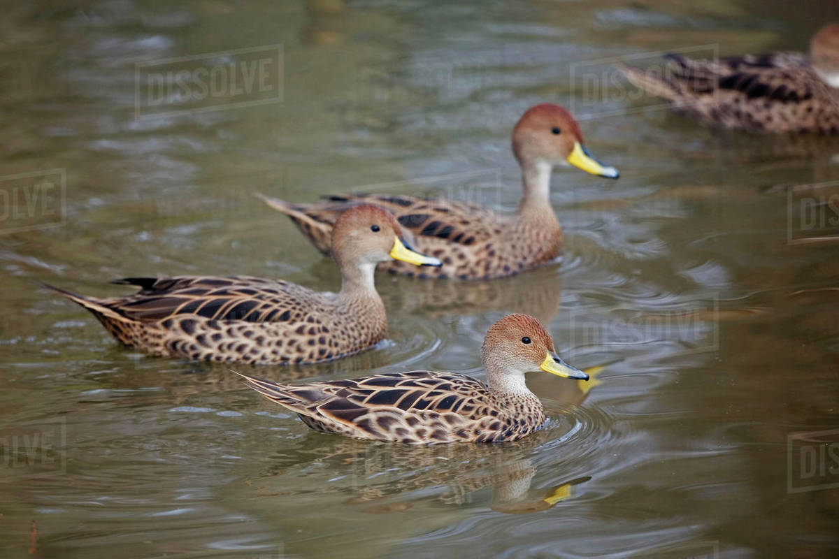 A Yellow-billed Pintail, Anas georgica, group on pond - Royalty-free ...