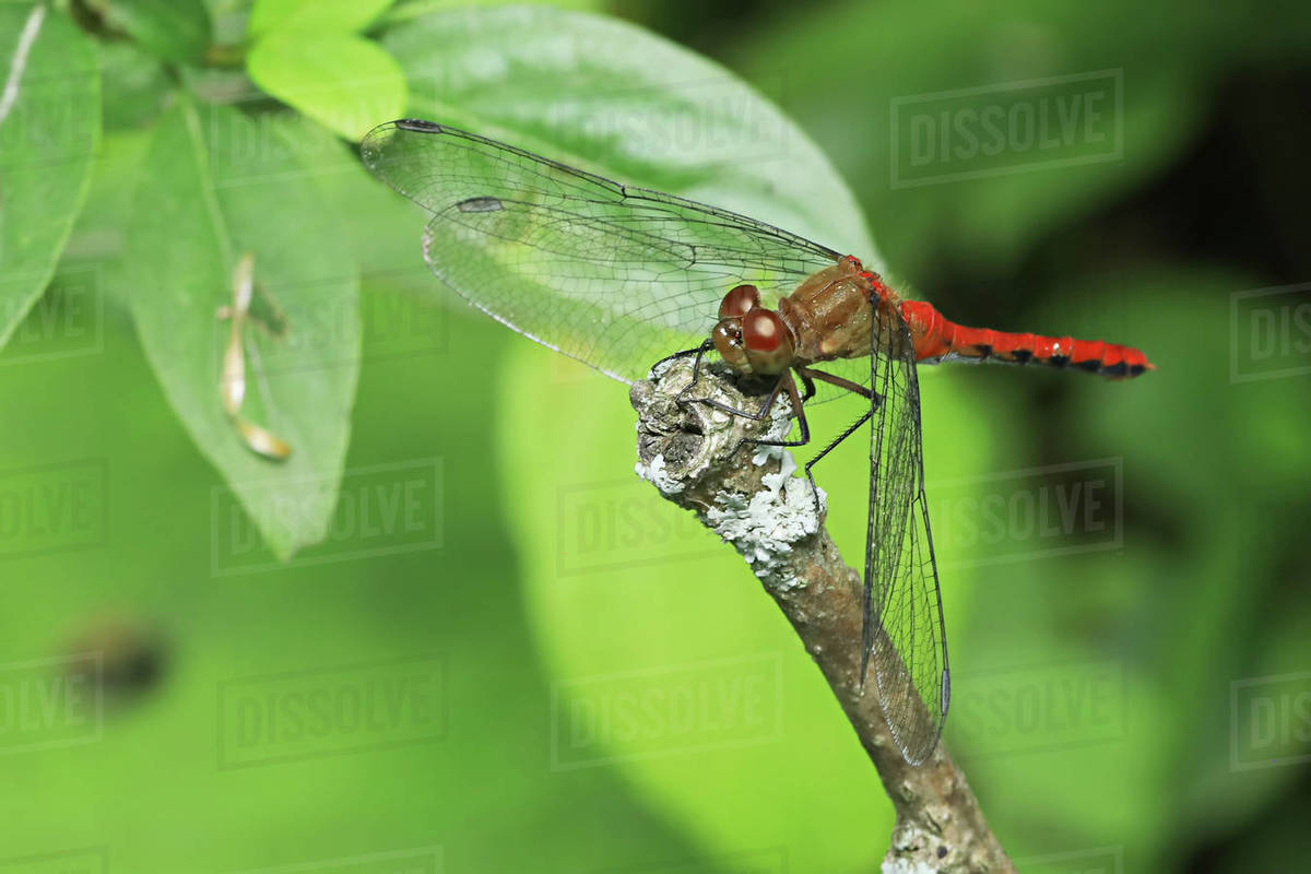 A Male Ruby Meadowhawk dragonfly, Sympetrum rubicundulum, on a twig - Royalty-free Stock Photo ...