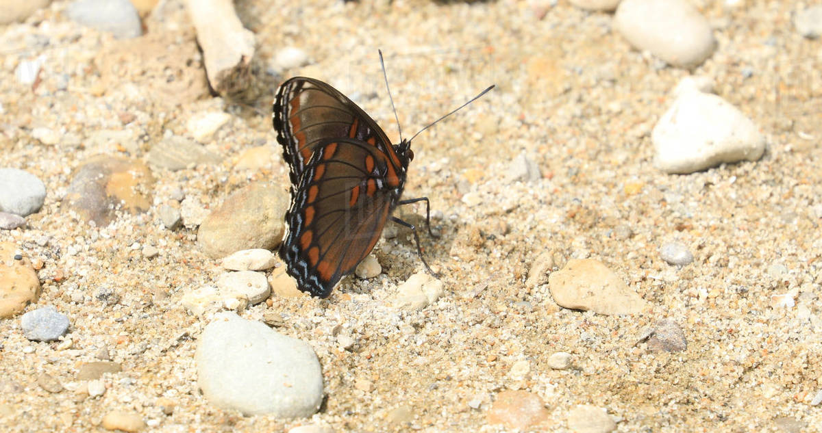 A Red-spotted Purple butterfly, Limenitis arthemis, resting on ground ...