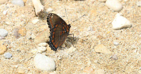 A Red-spotted Purple butterfly, Limenitis arthemis, resting on ground ...