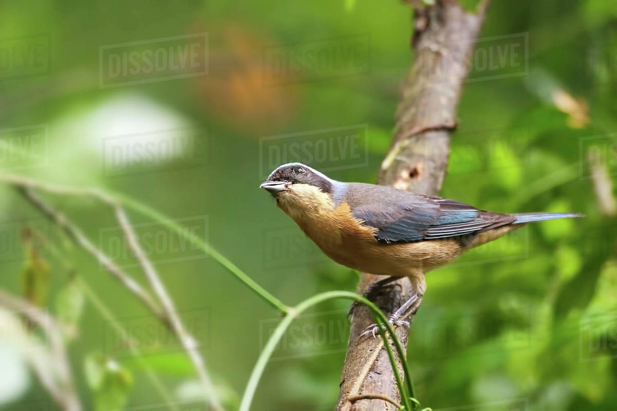 A Fawn-breasted Tanager, Pipraeidea melanonota, perched in a tree ...