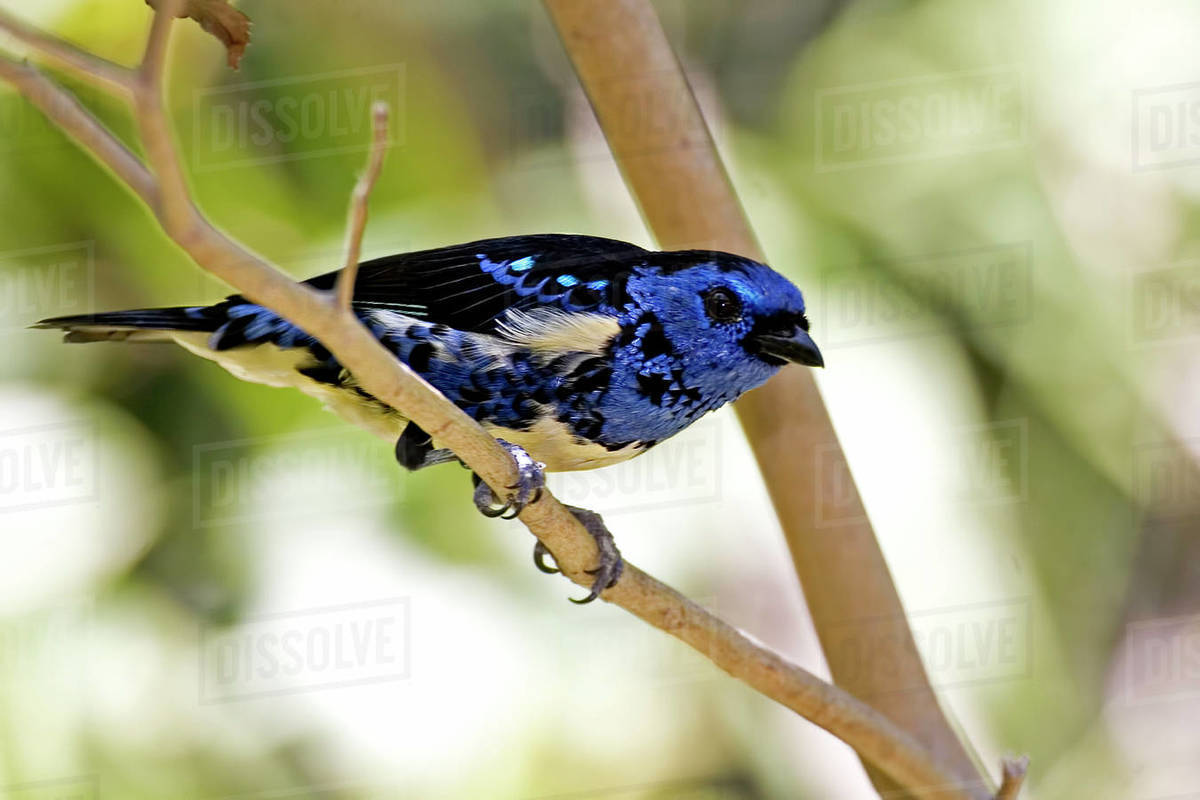 A Turquoise Tanager, Tangara mexicana, perched in a tree - Stock Photo ...