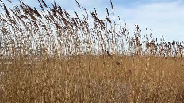 Wheat reed grass waving fast on the breeze of the wind under the heat ...