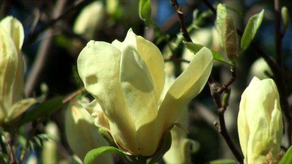 Close-up of cucumber magnolia in Chicago Botanic Garden. Shot in late ...