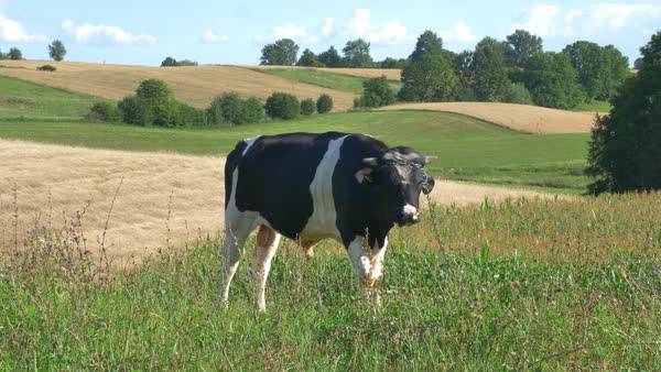Dairy Cow on Pasture Meadow at Sunny Day in Poland - 4K Royalty-free ...