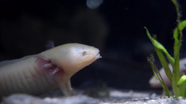 Axolotl Mexican Walking Fish Ambystoma Mexicanum on Sandy Bottom of ...