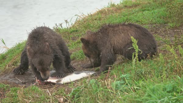 Brown bear cubs eating red salmon fish during fish spawning, - Stock ...