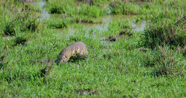 Nile Monitor Lizard Moving Catfish, Maasai Mara, Kenya, Africa - 4K ...