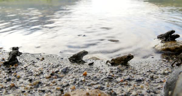 Baby Western Toad frogs hop and walk along the lake shore. Toadlets are ...