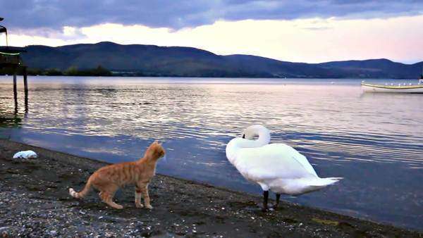 A cat tries to attack a swan, but the swan threatens the cat who ...